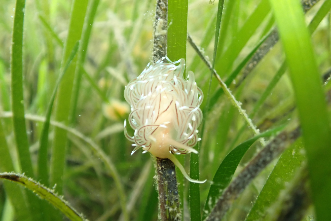 Restoration Forth | WWF